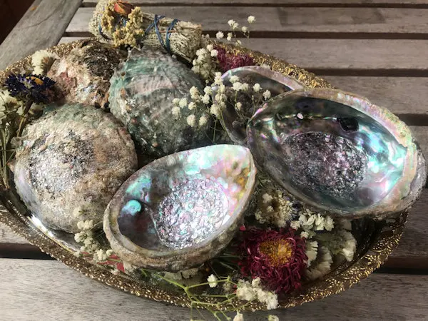 Polished Seashells - Abalone Shells from Vietnam Beach