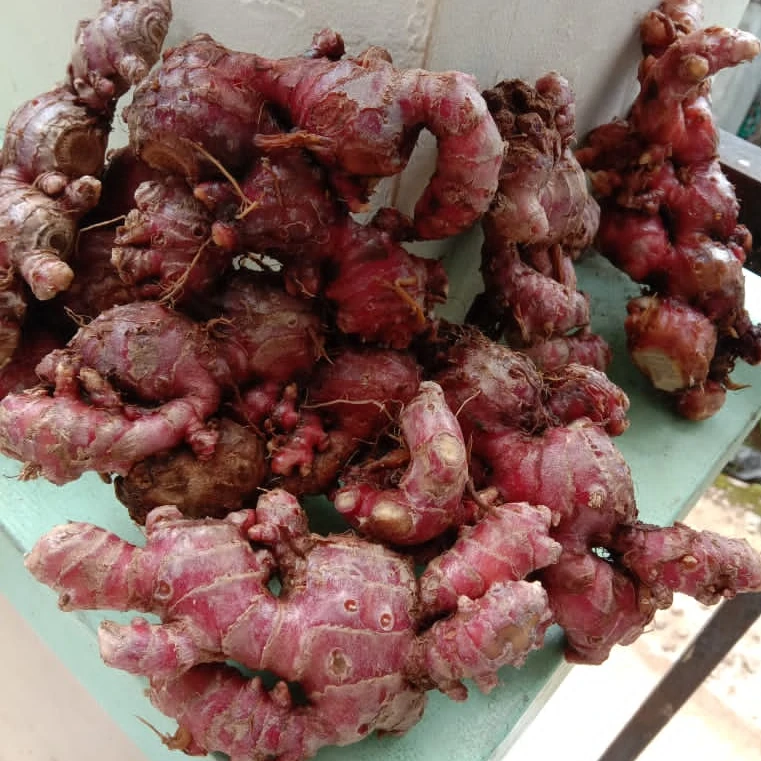 Fresh Red Ginger For Food And Herbs - Buy Red Ginger Drink,Dried Red ...