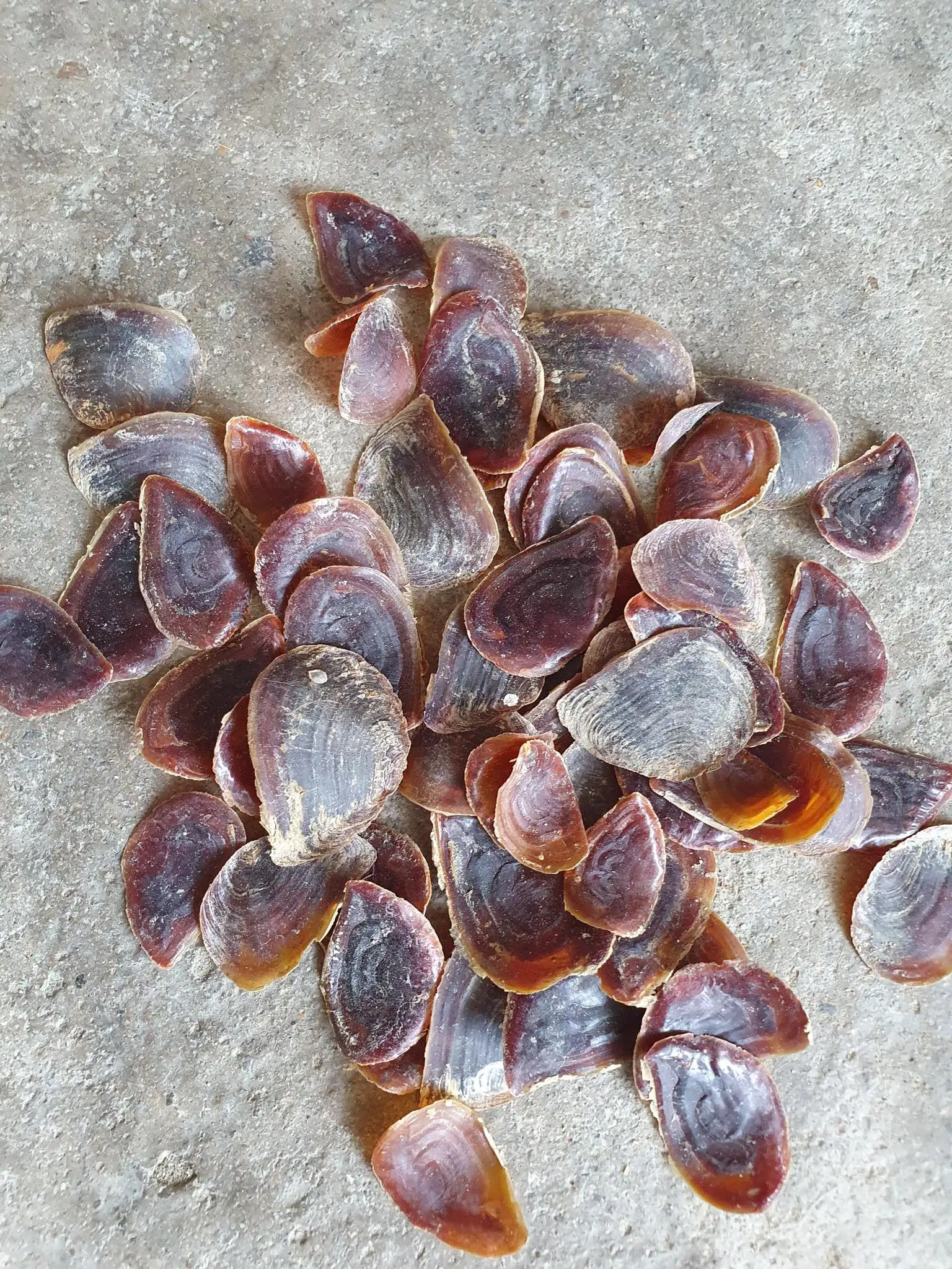 Natural Milleped Spider Conch Operculum In Vietnam For Making Perfume ...