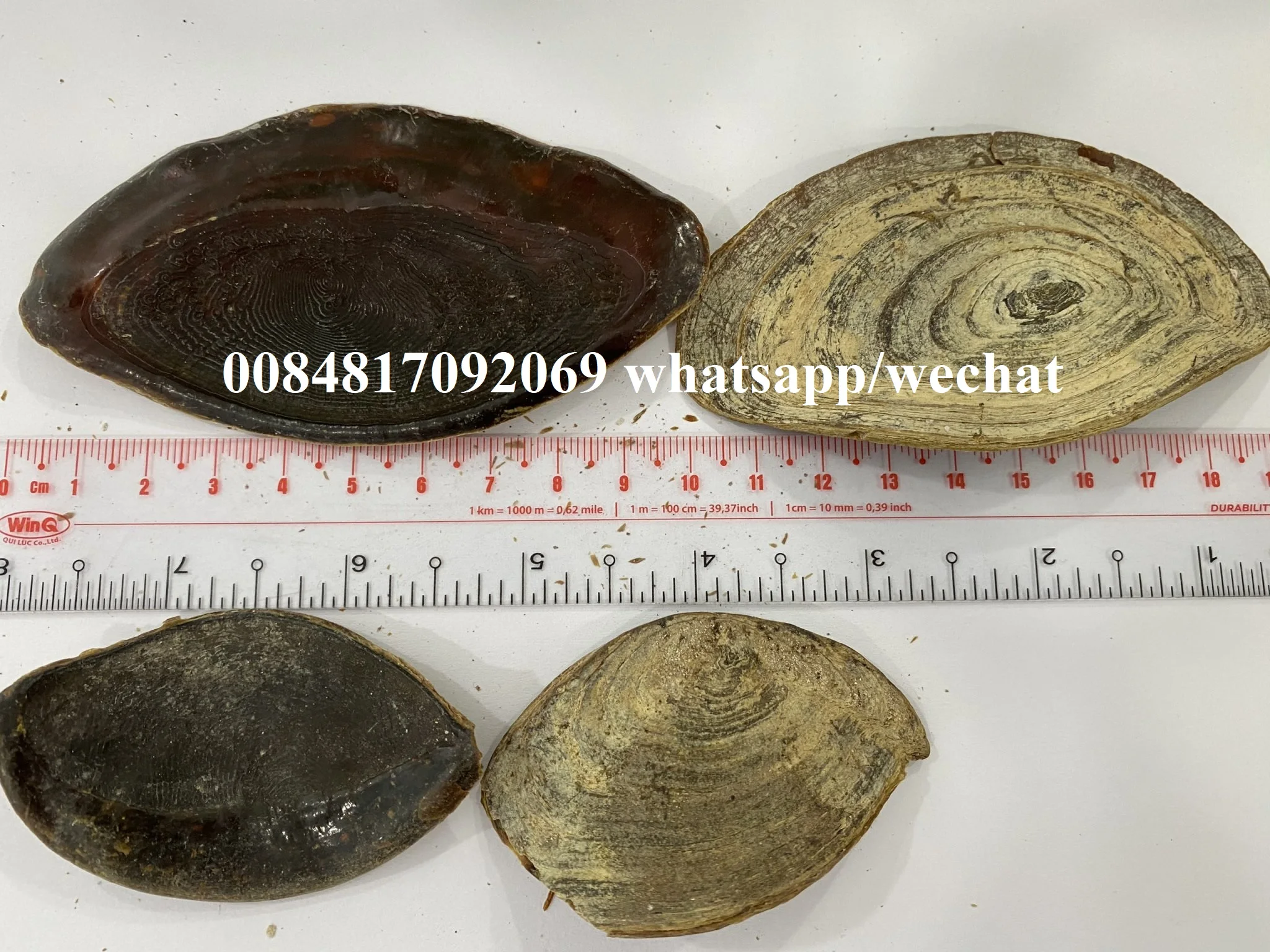 Fresh Seashell Murex Operculum Murex Snail Dry From Vietnam - Buy Hot ...