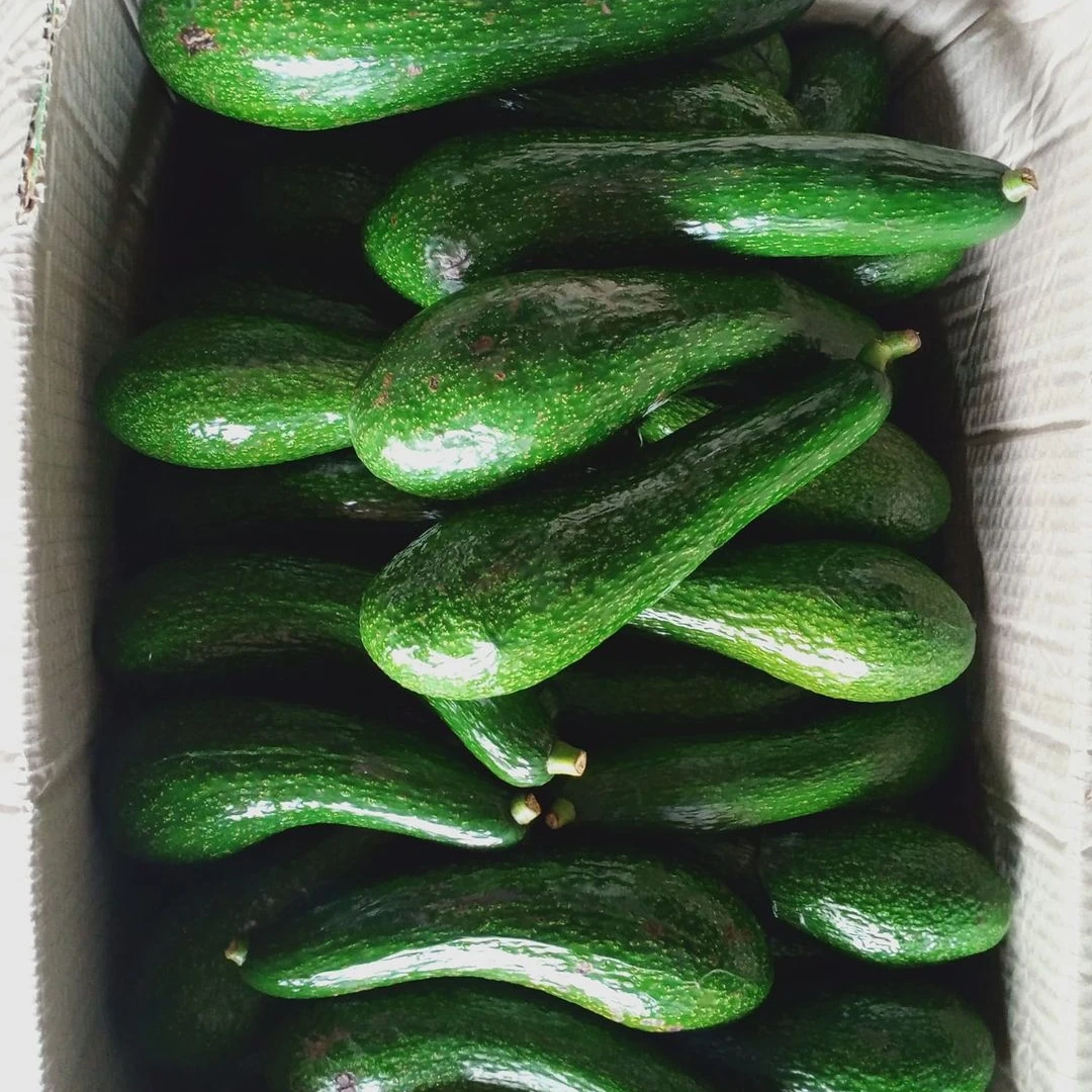 Fresh Avocado - Iqf Frozen Avocado - High Quality Avocado For Sale ...