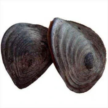 Natural Crafts Operculum Shell - Murex Operculum Seashell - Buy Sea ...