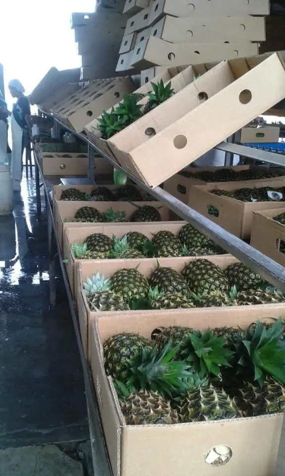 Fresh Pineapple from Vietnam - Export with Competitive Price