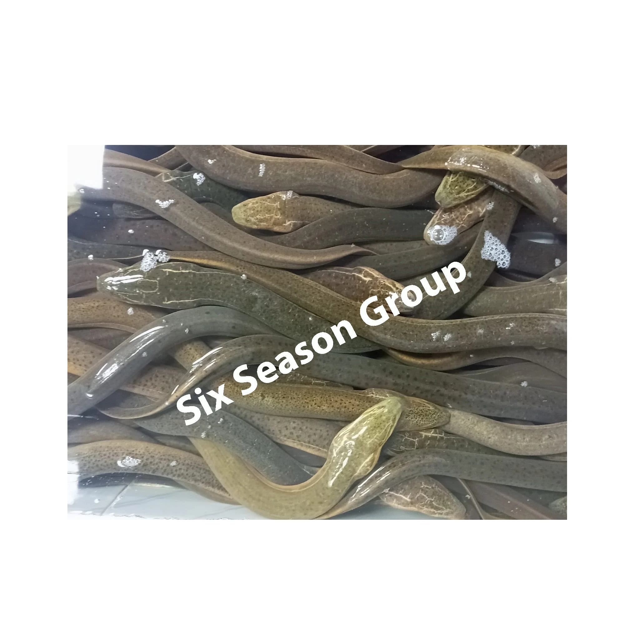 Fish Kosher Bulk Style Piece Packaging Weight Eel Shelf Origin Echo ...