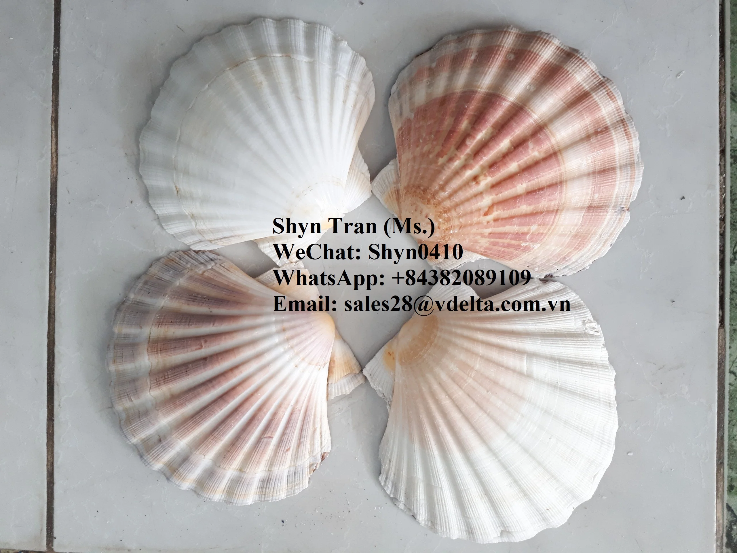 Natural Scallop Sea Shells From Vietnam With High Quality And Low Price ...