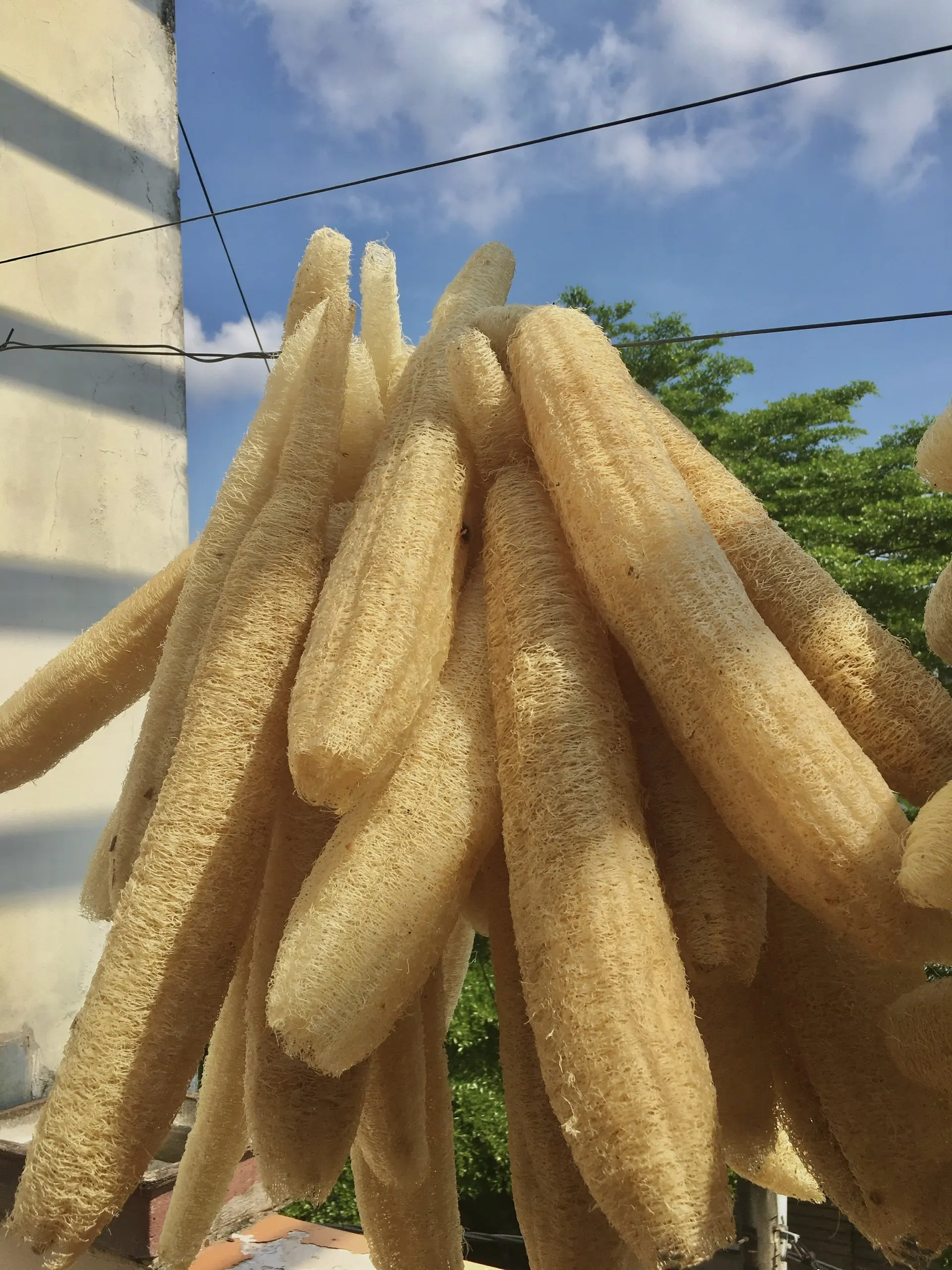Raw Dried Whole Loofah - Natural Bath Shower Tool