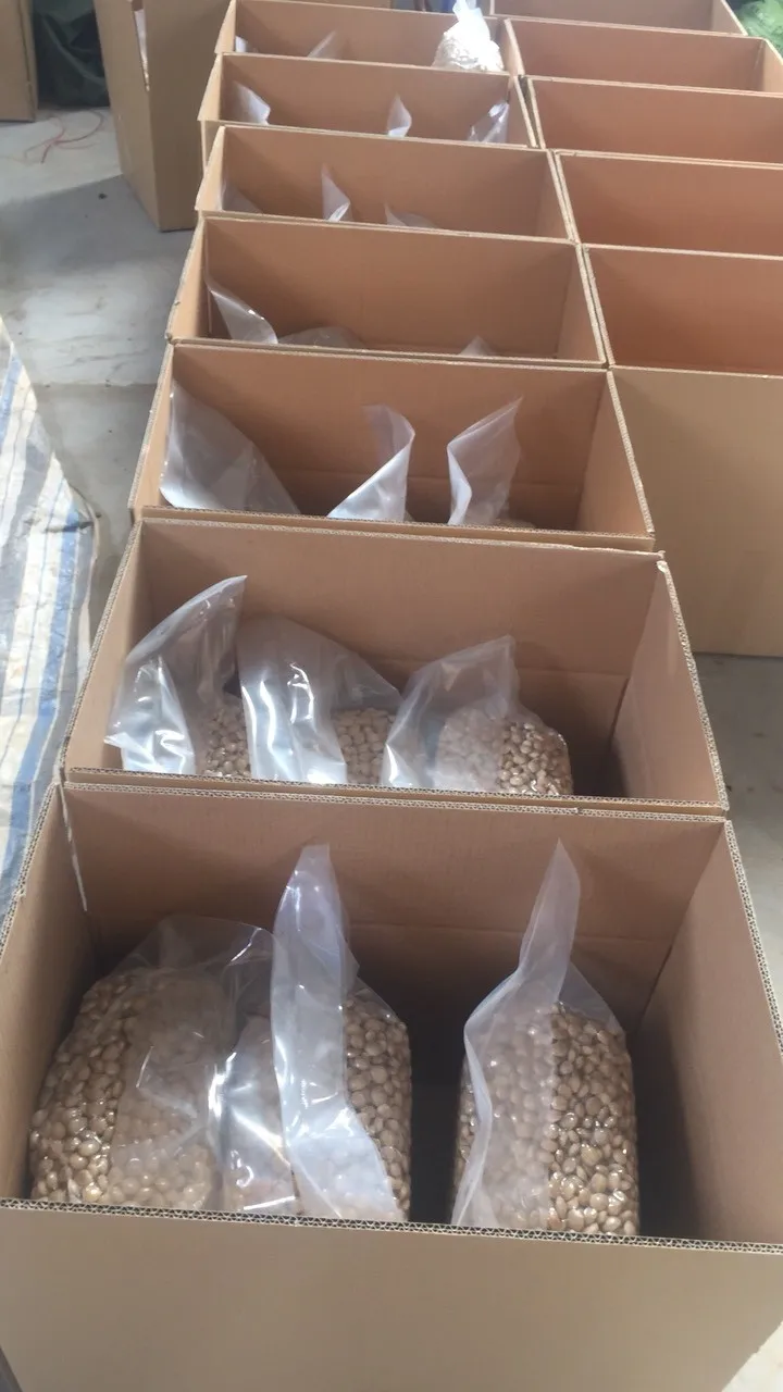 ROASTED SACHA SACHA INCHI NUT FROM VIETNAM- Make Sachi Oil - Helen +84 ...