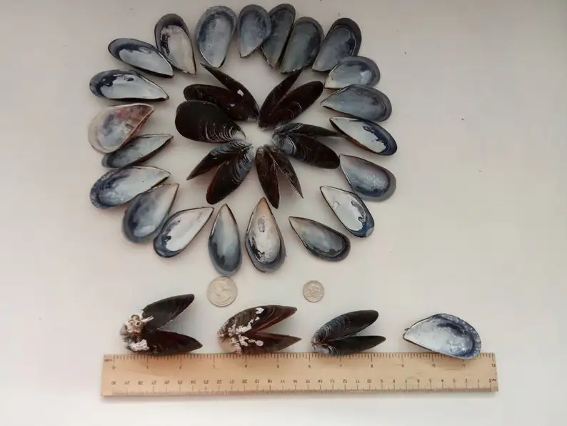 Sea Shells Murex Operculum Murex Snail - Dried Shell for Perfume