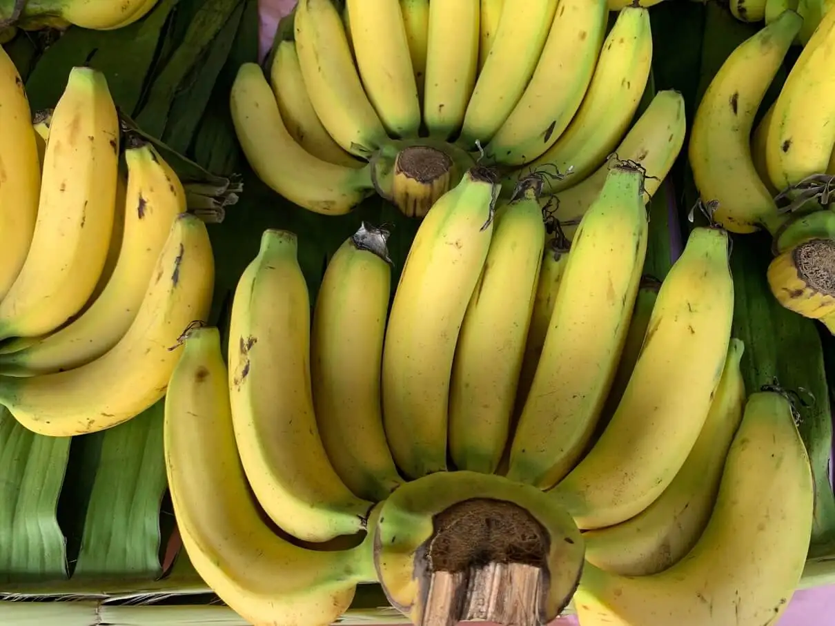 Organic Tanachi Brand Sweet Taste Cavendish Bananas from Vietnam