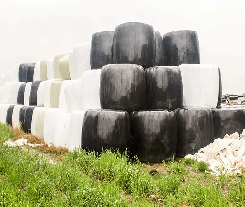 Top Export Quality Corn Silage Bales Animal Feeding / Best Corn Silage ...