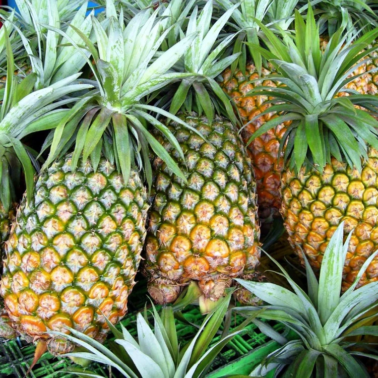 Fresh Queen Pineapple Fruit--HP 0084 917 476 477| Alibaba.com