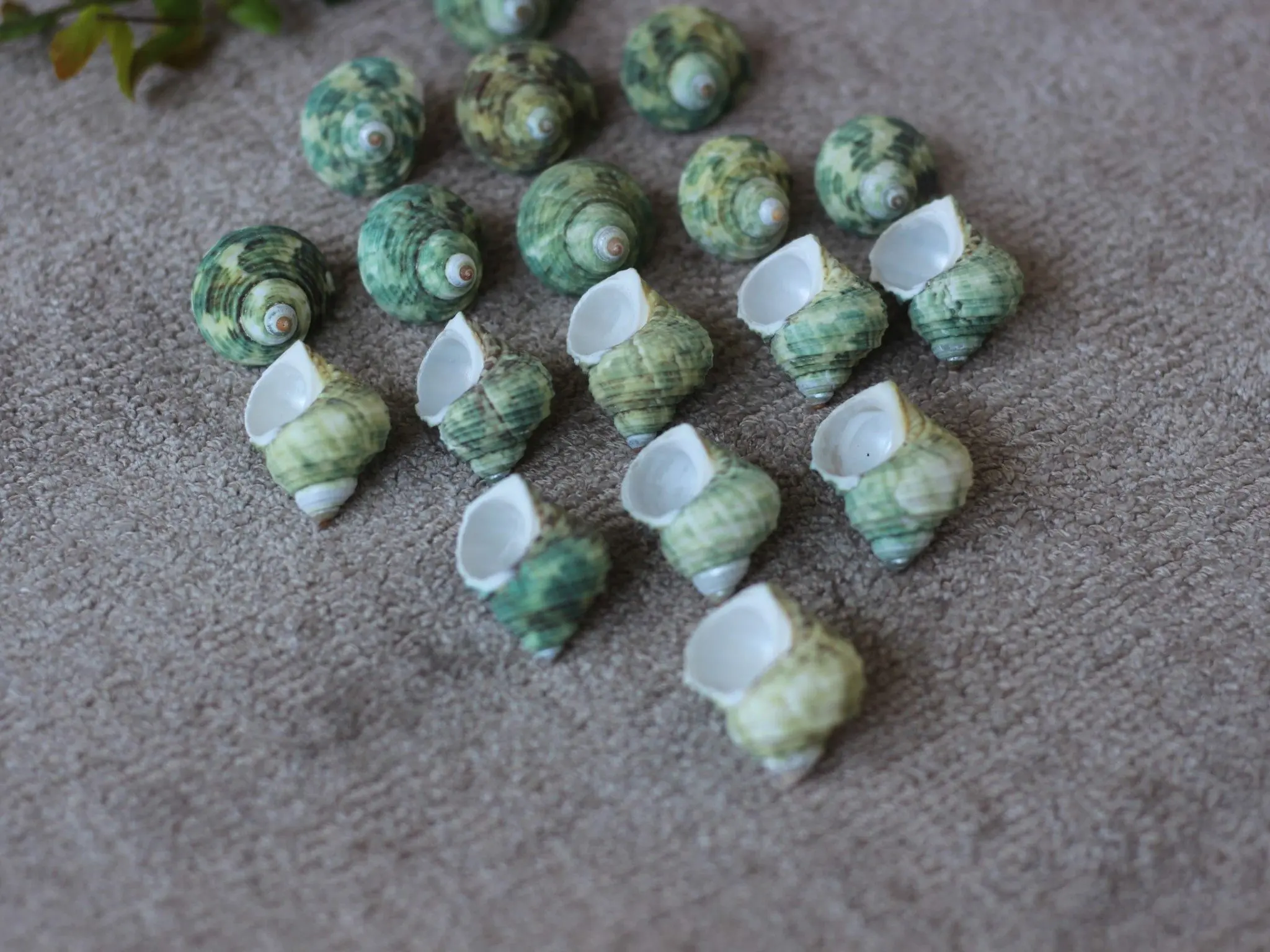Green Conch Shells - Turbo Marmoratus for Decorative Use