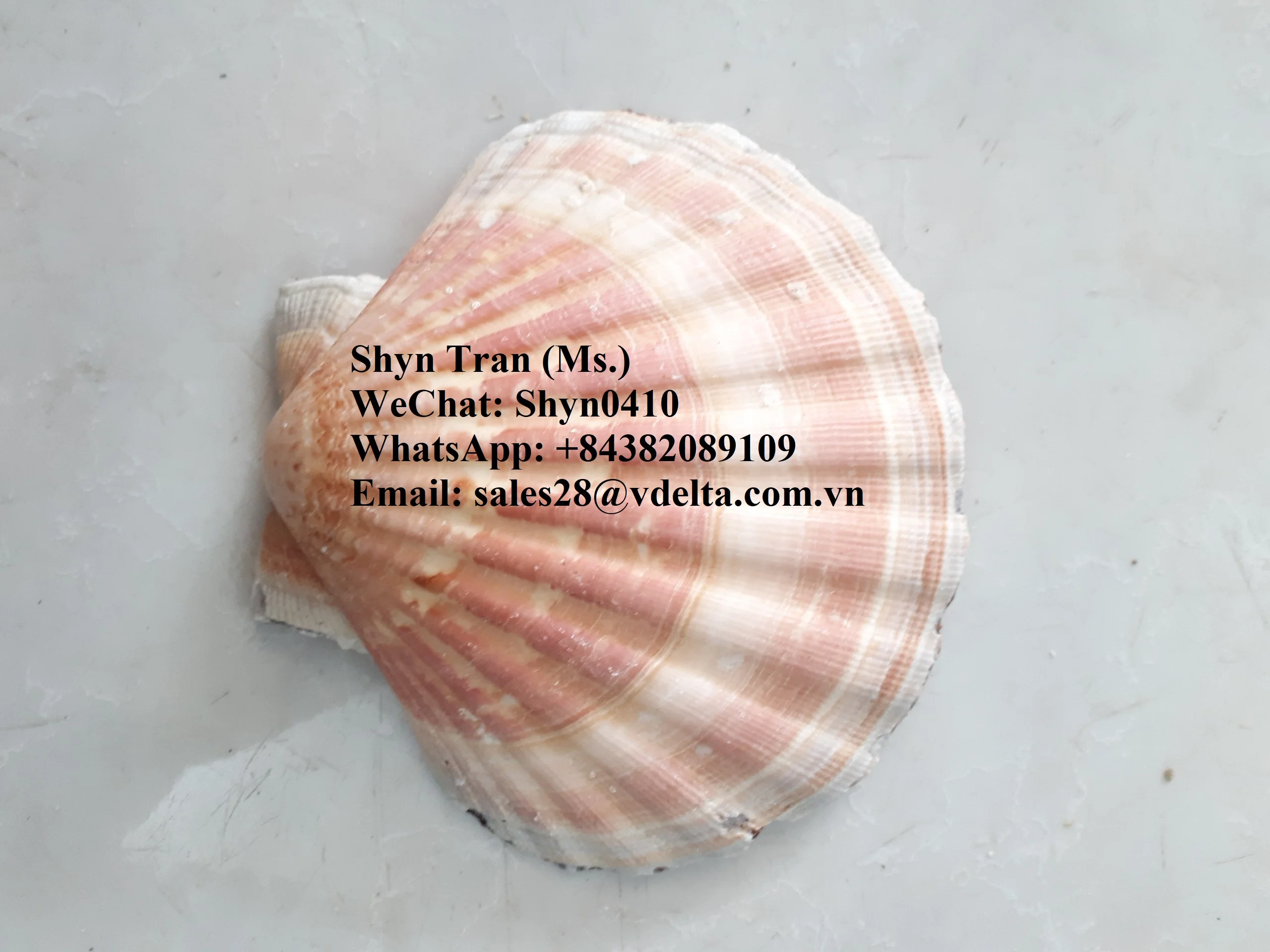 Natural Scallop Sea Shells From Vietnam With High Quality And Low Price ...