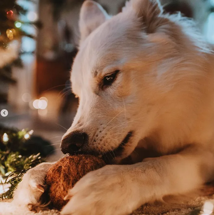 Natural Coconut Chew Rope for Dogs - Durable & Healthy