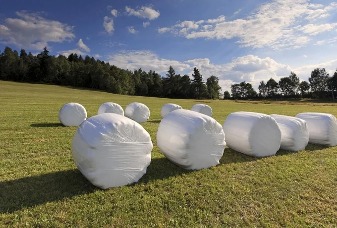 Top Packing/ Best Quality Corn Silage Maize Bales From Pakistan/top ...