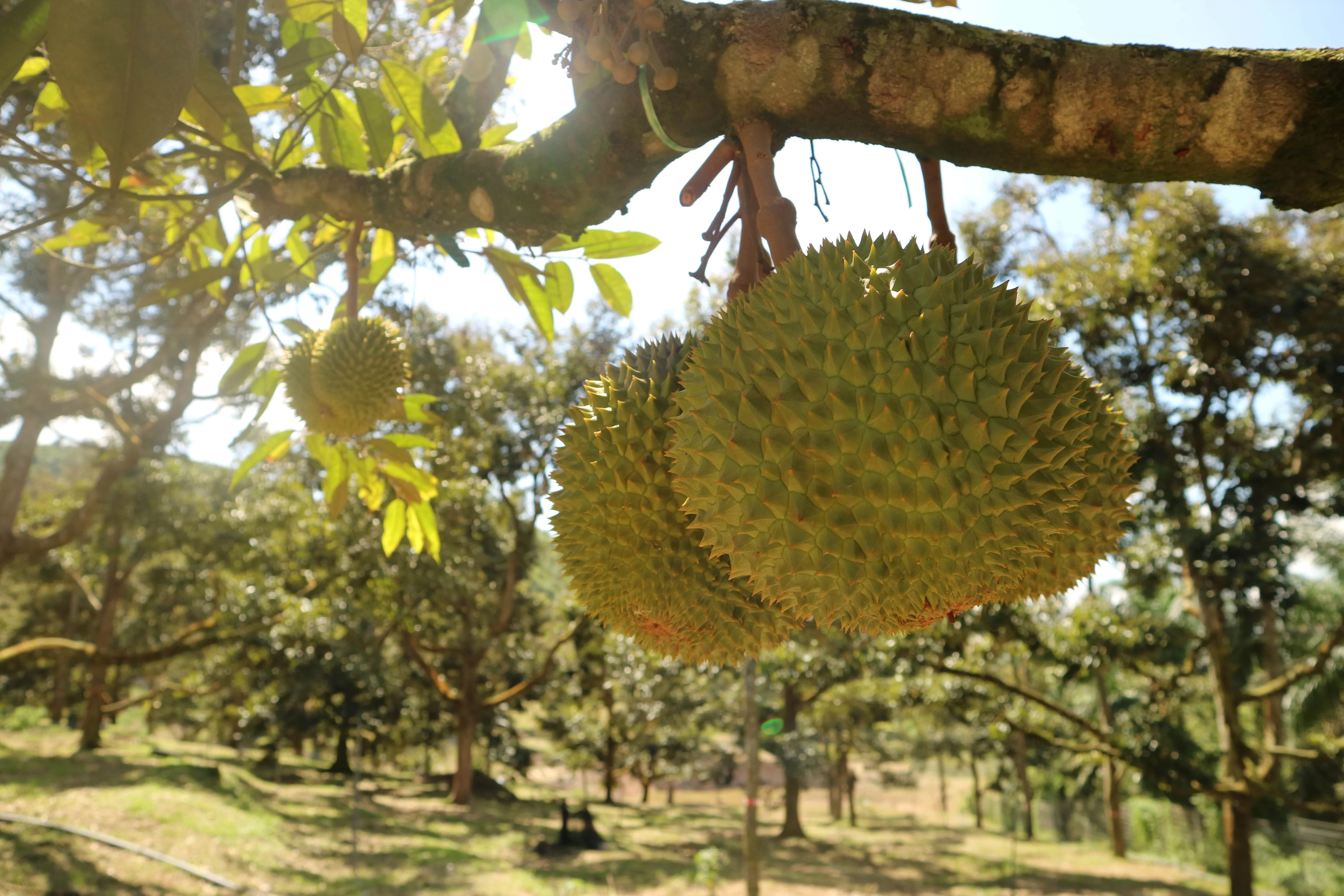 Malaysia Manufacturer Supplier High Grade Durian D13 Soft And Smooth ...
