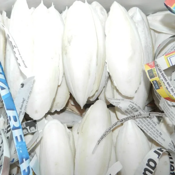 High Quality Cuttle Fish Bone/ Cuttlebone/ Squid Bone From Vietnam ...