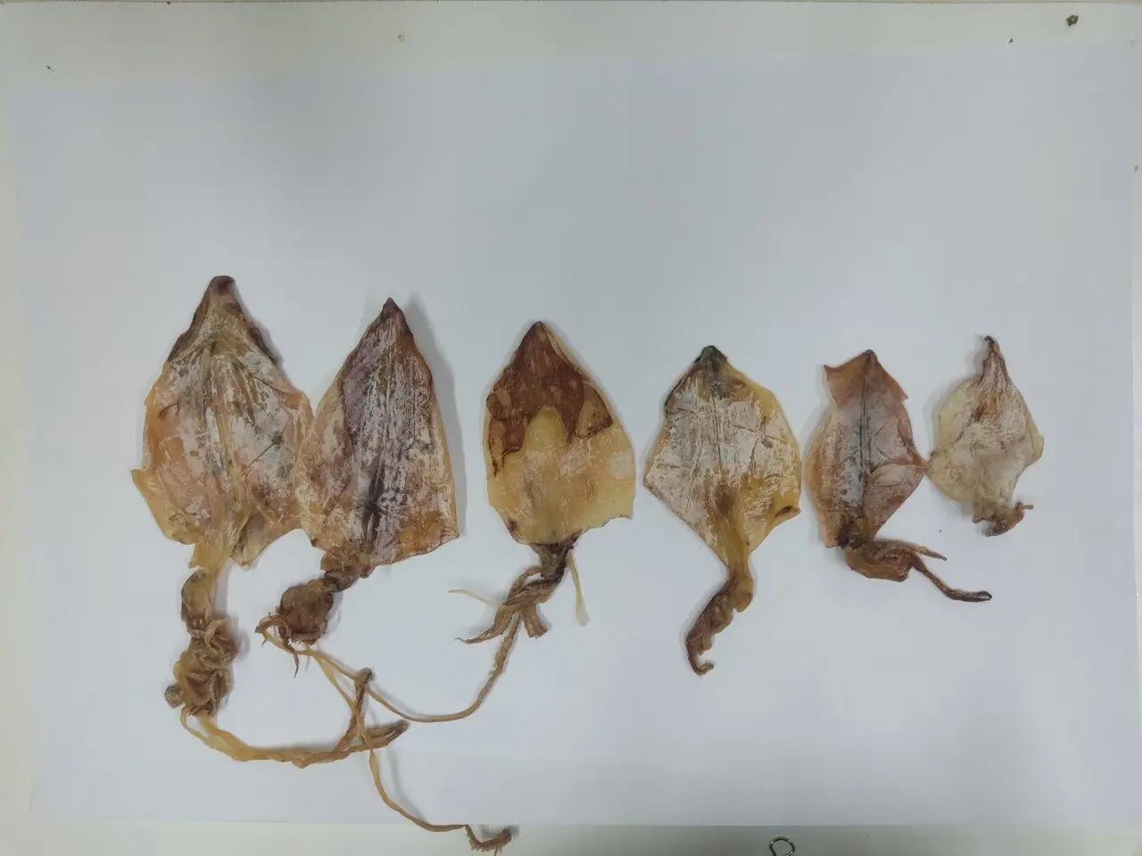 100% Natural Organic Dried Squid from Vietnam - Non Toxic