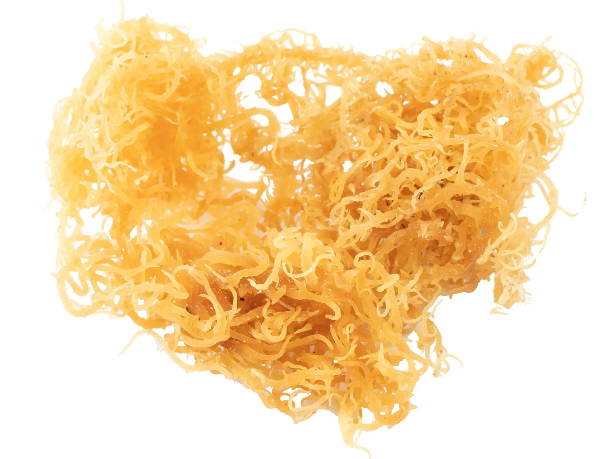 Dried Sea Moss Dried Eucheuma Cottonii Seaweed Sea Moss Cottonii Dried ...