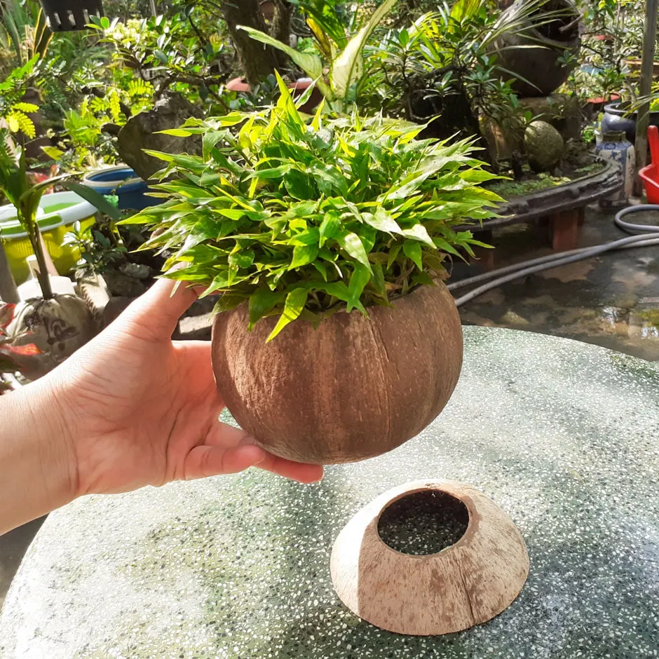 Natural Coconut Shell Planter Pot Made In Vietnam Using For Planting ...