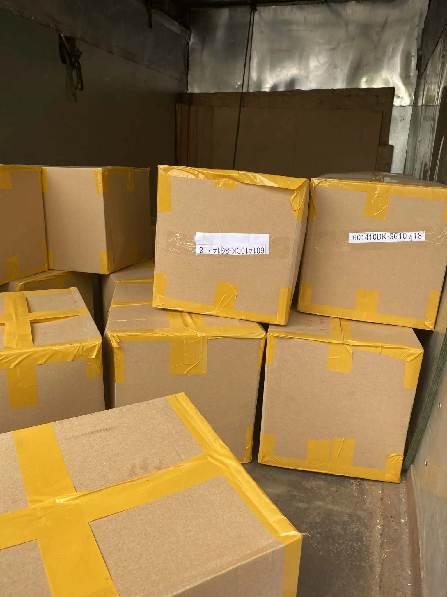 Dark Chicoreus Ramosus Murex Conch Snail Shell Seashell