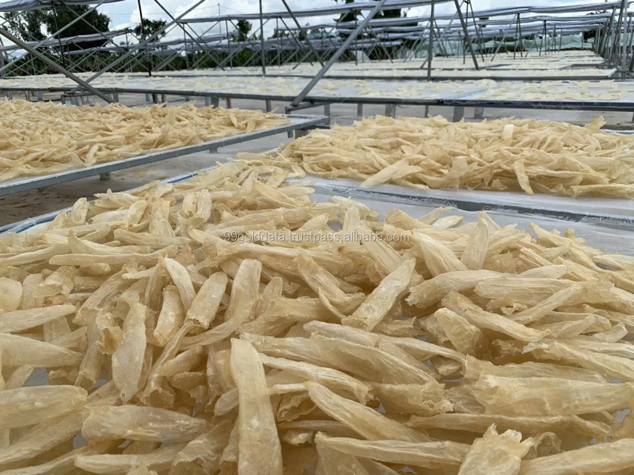 High Quality Dried Ling Fish Maw - Nutritious & Effective