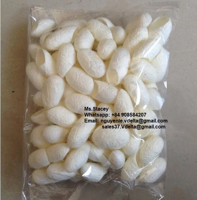 Fresh Natural Silkworm Cocoon for Silk Fiber - Mulberry Silk Cocoon ...