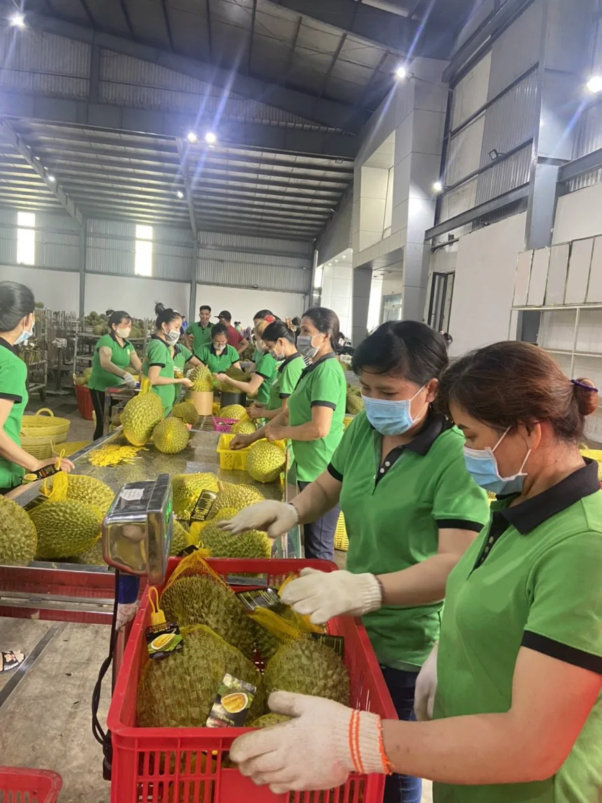 Fresh Durian Fruit /fresh Durian Monthong/ Frozen Durian - Buy Fresh ...